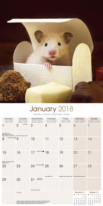 Hamsters - Wall Calendars 2024 | Buy at Europosters