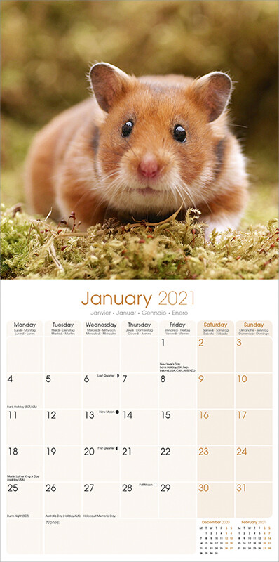 Hamsters - Calendários de parede 2021 | Compre em Europosters