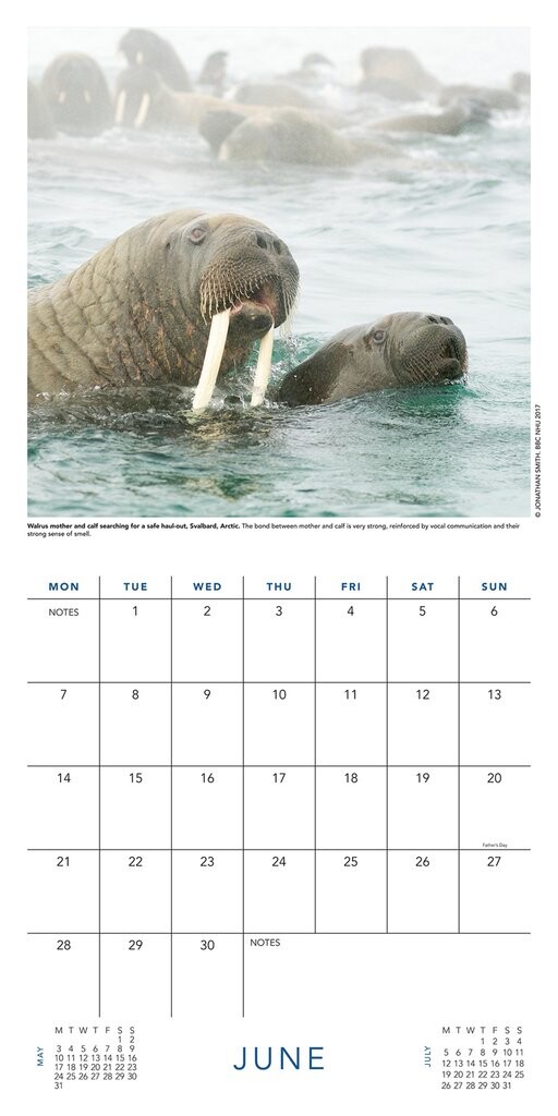 BBC - Blue Planet - Wall Calendars 2021 | Buy at Europosters