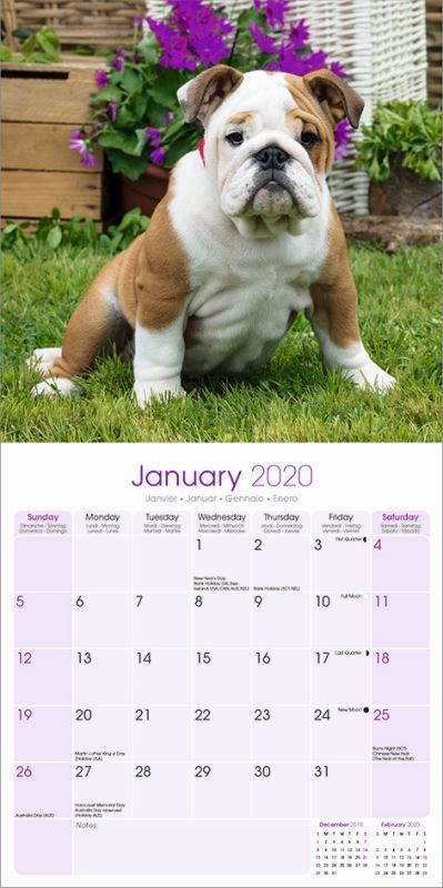 Bulldog - Wall Calendars 2020 | Buy at Europosters