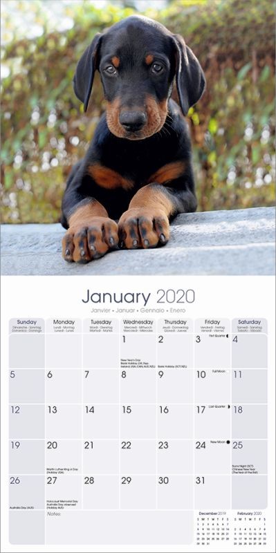 Dobermann - Wall Calendars 2020 | Buy at Europosters