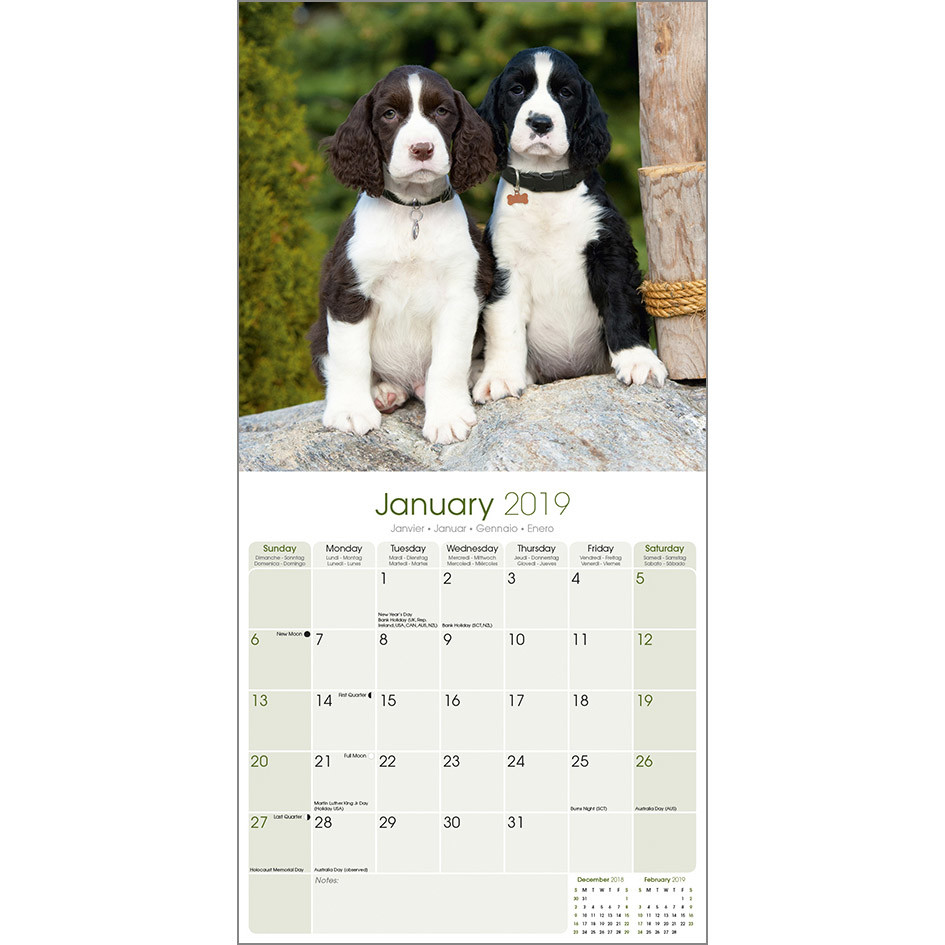 Eng Springer Spaniel - Wall Calendars 2024 | Buy at Europosters