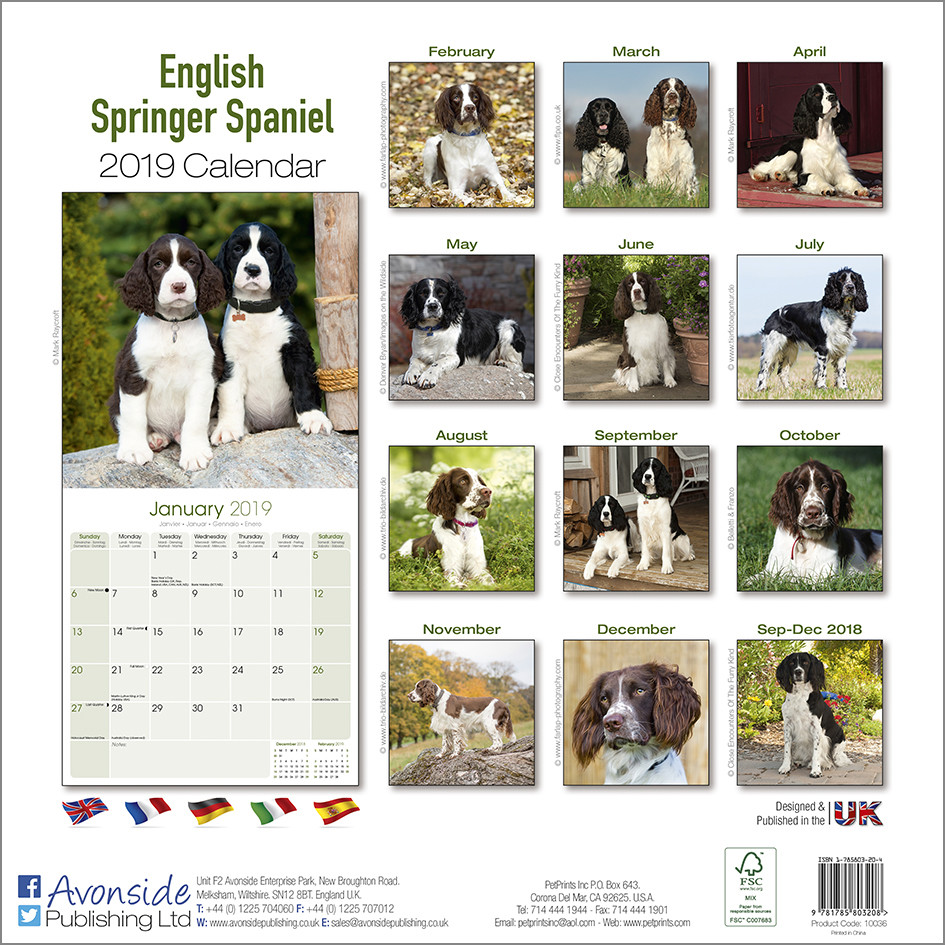 Eng Springer Spaniel - Wall Calendars 2024 | Buy at Europosters