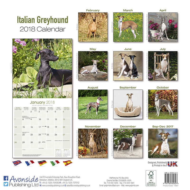 Italian Greyhound - Wall Calendars 2018 | Buy at Europosters