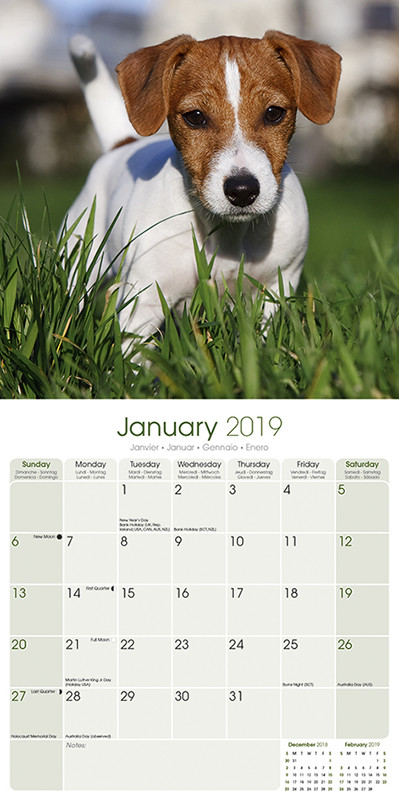 Jack Russell - Wall Calendars 2019 | Buy at Europosters