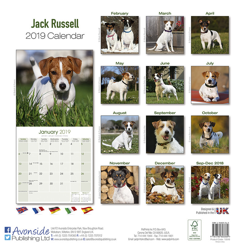 Jack Russell - Wall Calendars 2019 | Buy at Europosters