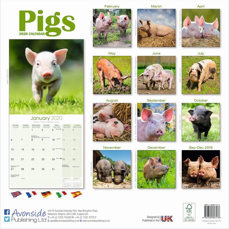 Pigs - Wall Calendars 2022 | Large selection