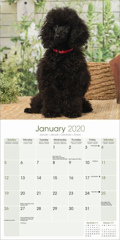 Poodle - Wall Calendars 2020 | Buy at Europosters