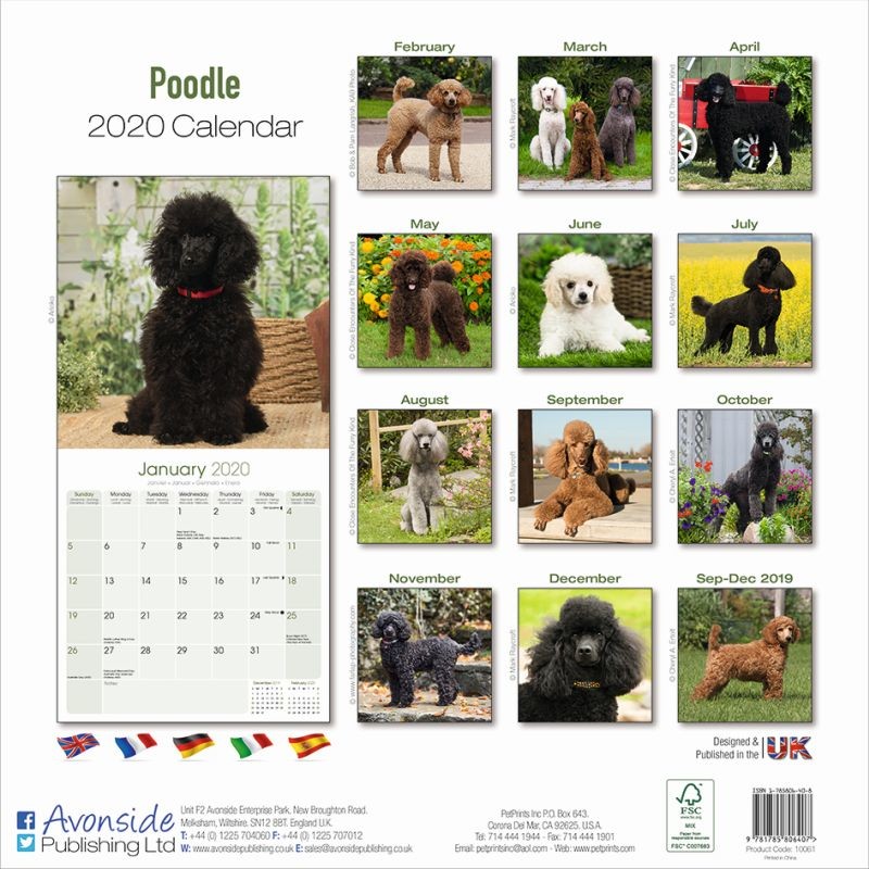 Poodle - Wall Calendars 2020 | Buy at Europosters