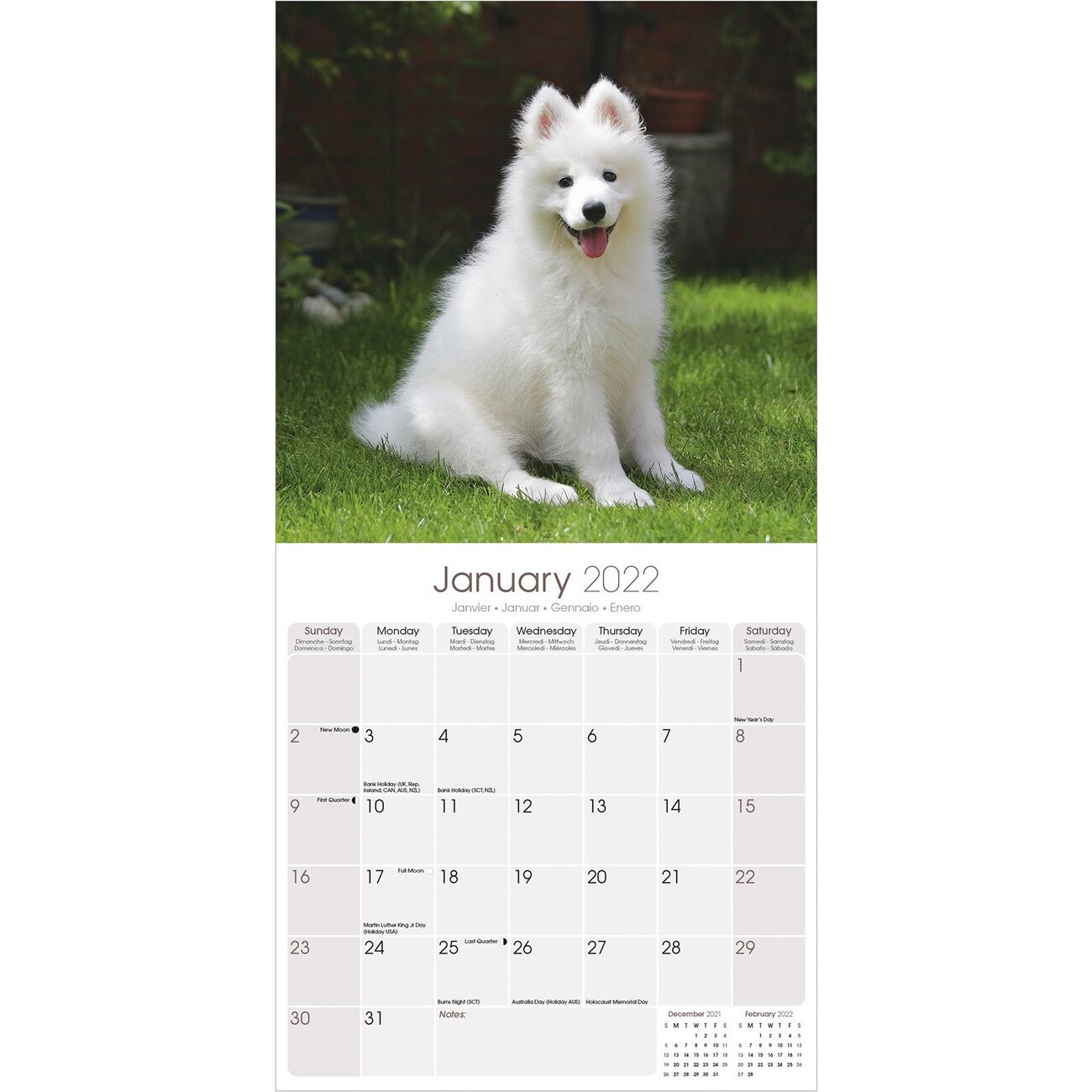 American Eskimo Dog Calendars