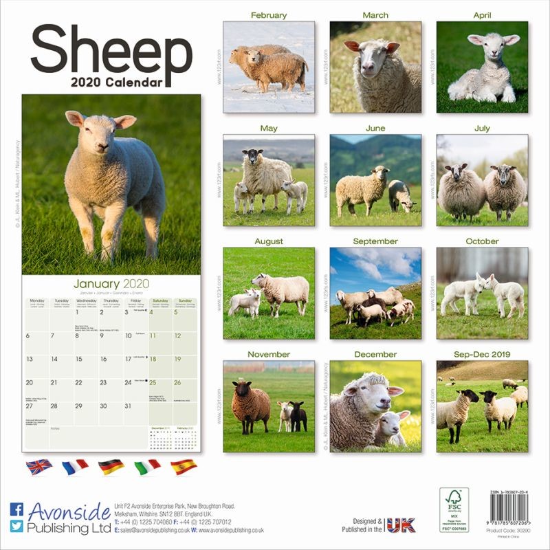 Sheep - Wall Calendars 2020 | Buy at Europosters