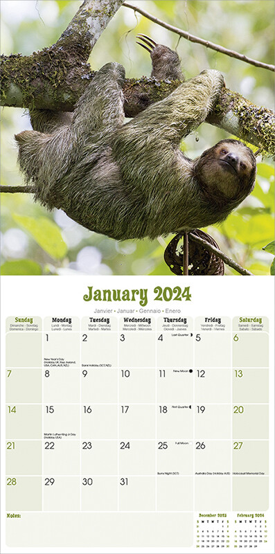 Sloths - Wall Calendars 2024 | Buy at Europosters