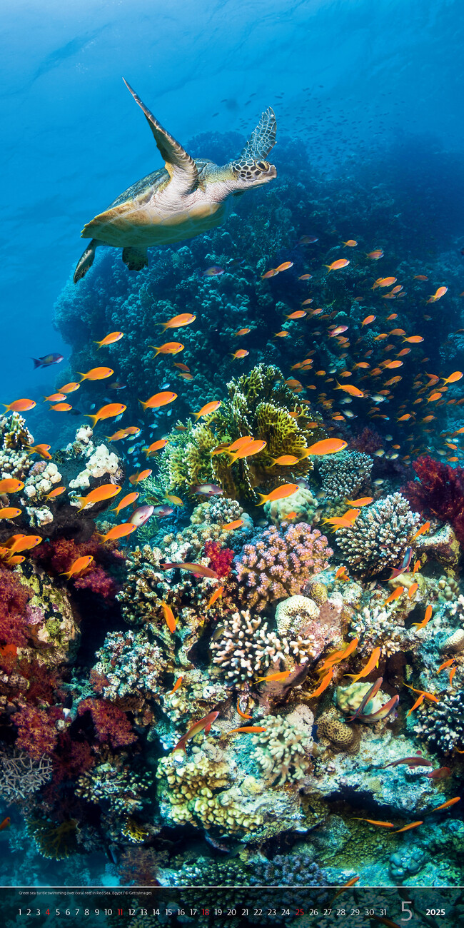 Verticalphoto Exclusive - Wall Calendars 2025 | Buy at Europosters