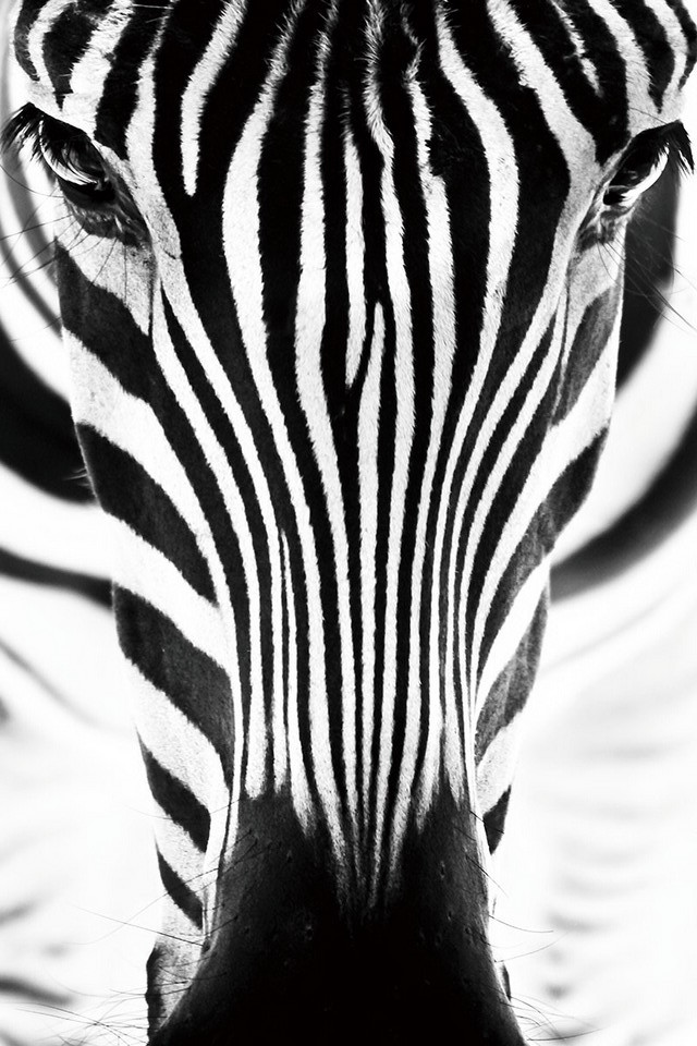 Wall Glass Art - Zebra - Head | Buy at Europosters.eu