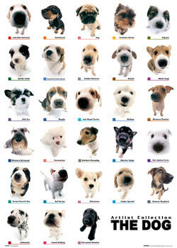 Poster, Quadro The dog - collection | Posters de parede | 3+1 GRATIS ...