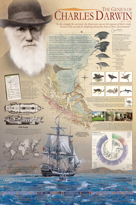 Poster, Quadro The genius of Charles Darwin | Posters de parede | 3+1 ...