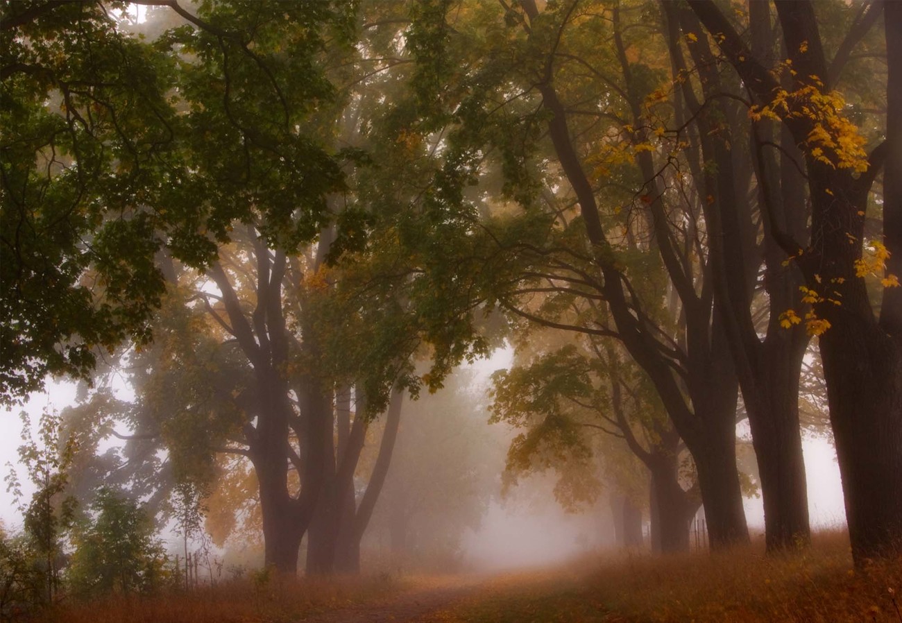 Autumn Mist Wall Paper Mural | Buy at EuroPosters