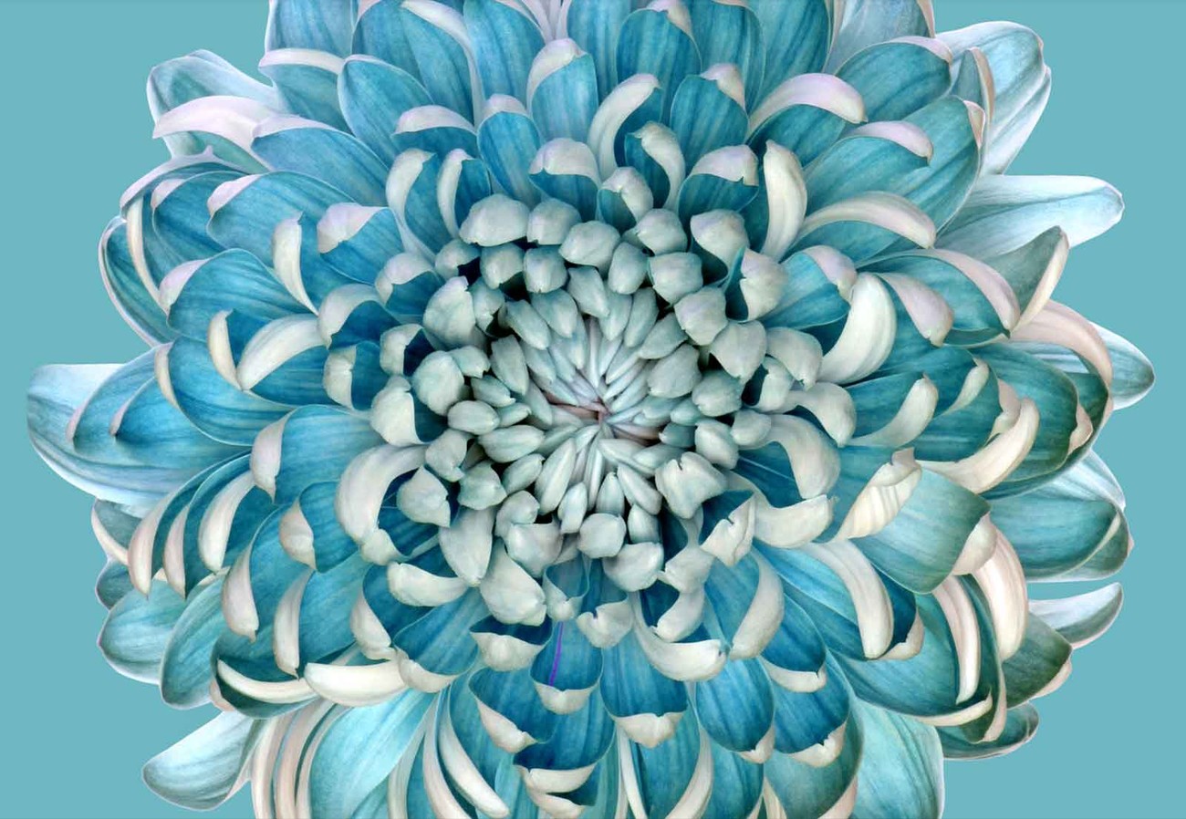 Blue Chrysanth Wall Paper Mural | Buy at EuroPosters