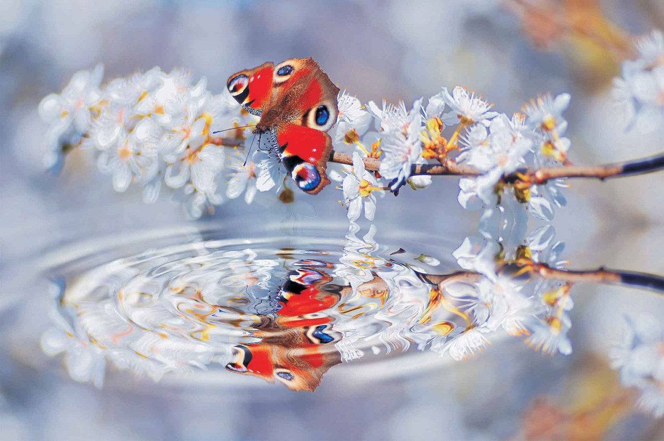 Butterfly Flower Scene Wall Paper Mural | Buy at EuroPosters