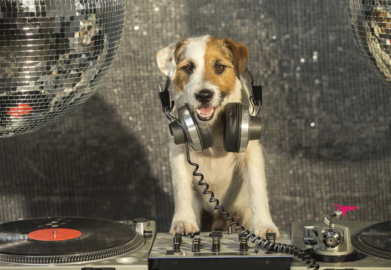 Dog Dj Wall Paper Mural | Buy at EuroPosters