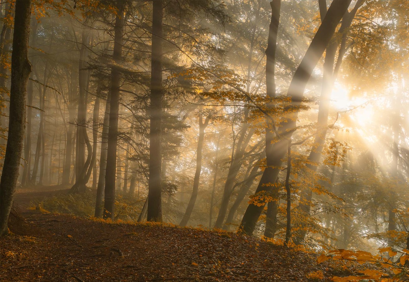 Forest Light Wall Paper Mural | Buy at EuroPosters