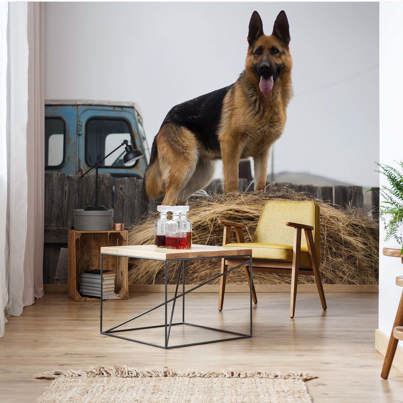 German Shepherd Dog Wall Paper Mural | Buy at EuroPosters