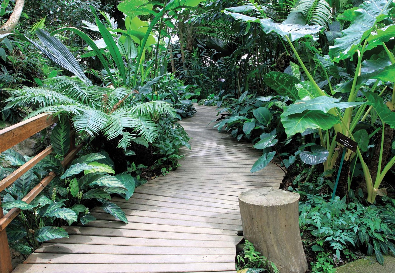 Jungle Path Wall Paper Mural | Buy at EuroPosters