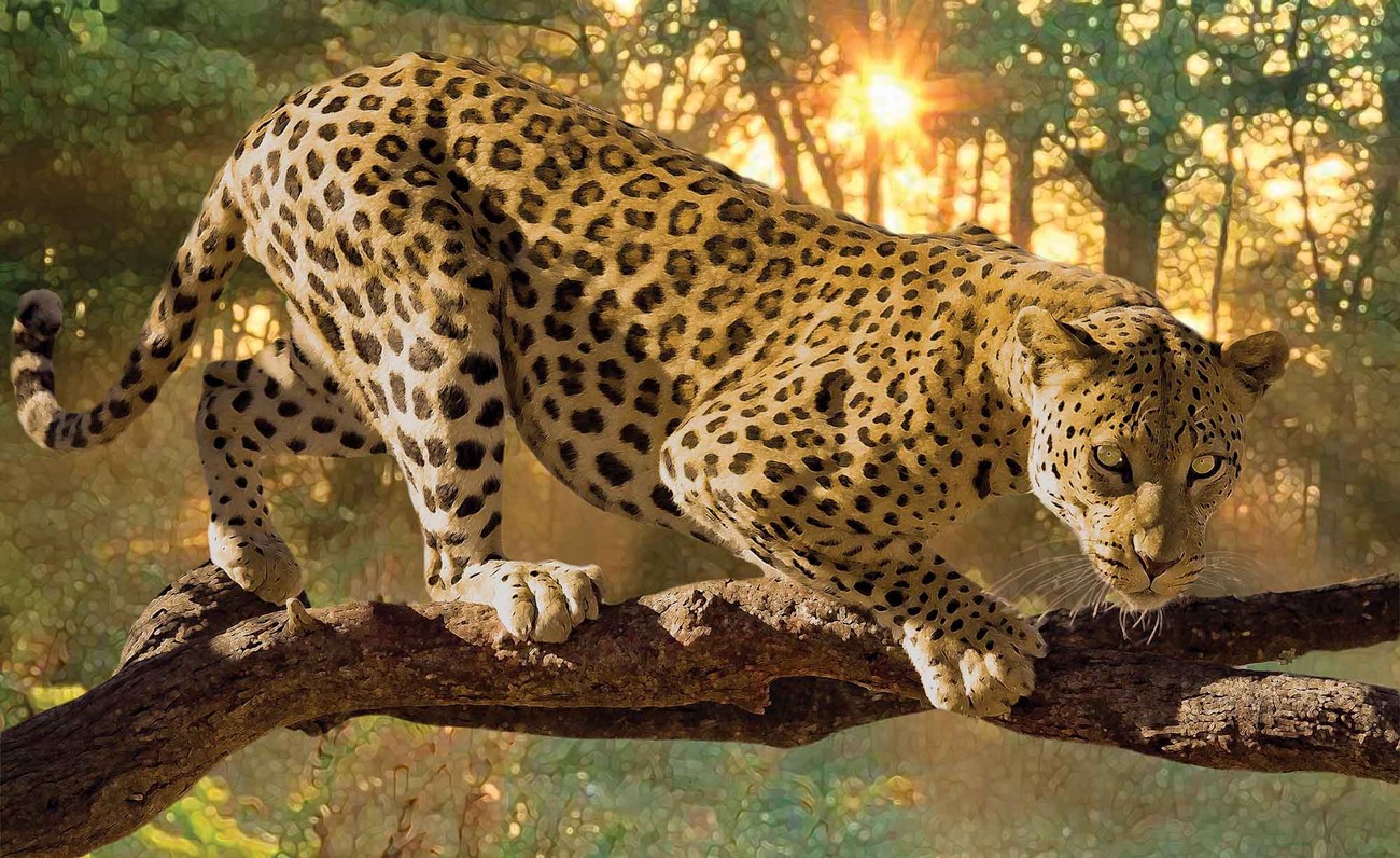 Leopard Wall Paper Mural | Buy at EuroPosters