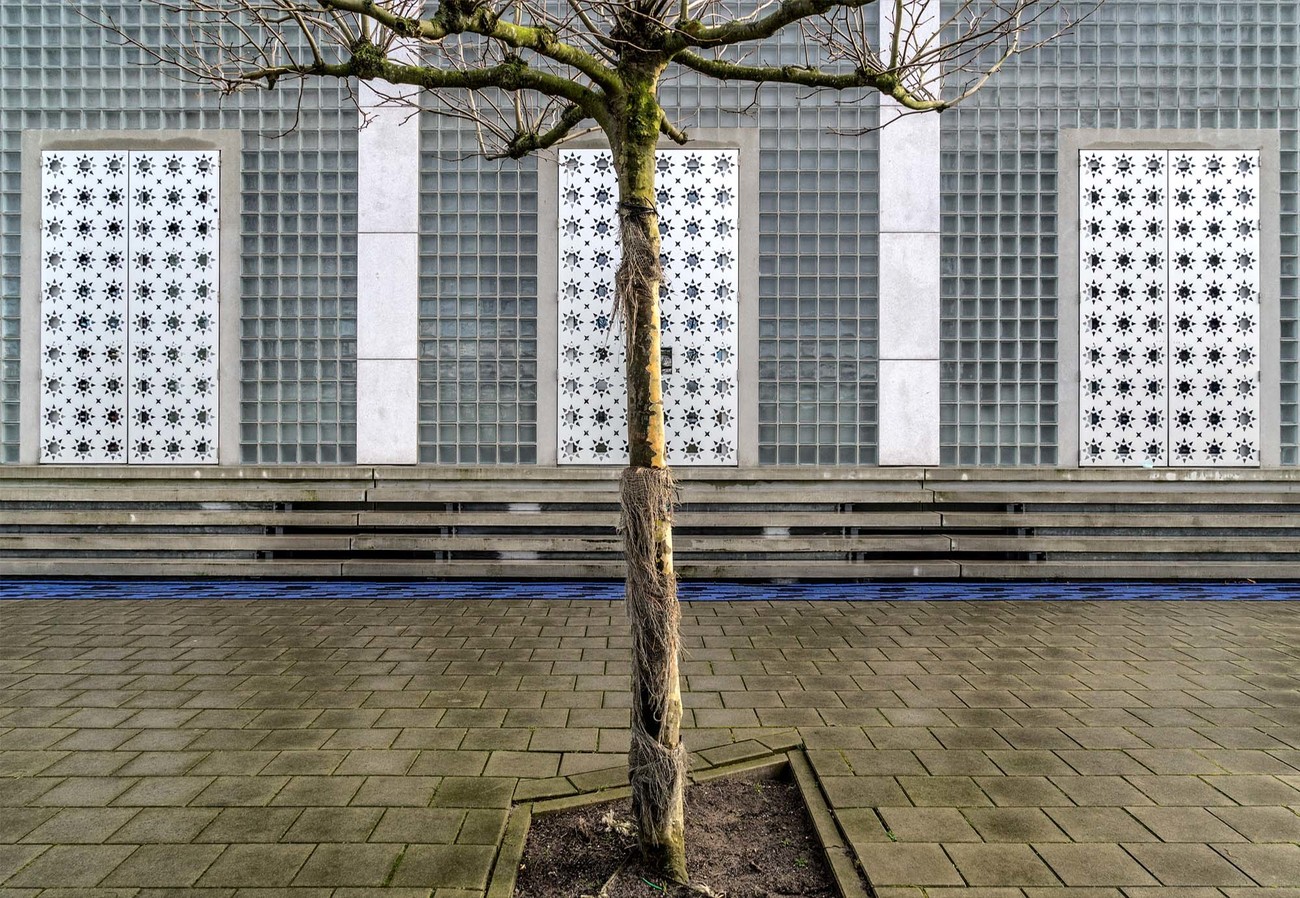 Little Tree Scape Wall Paper Mural | Buy at EuroPosters