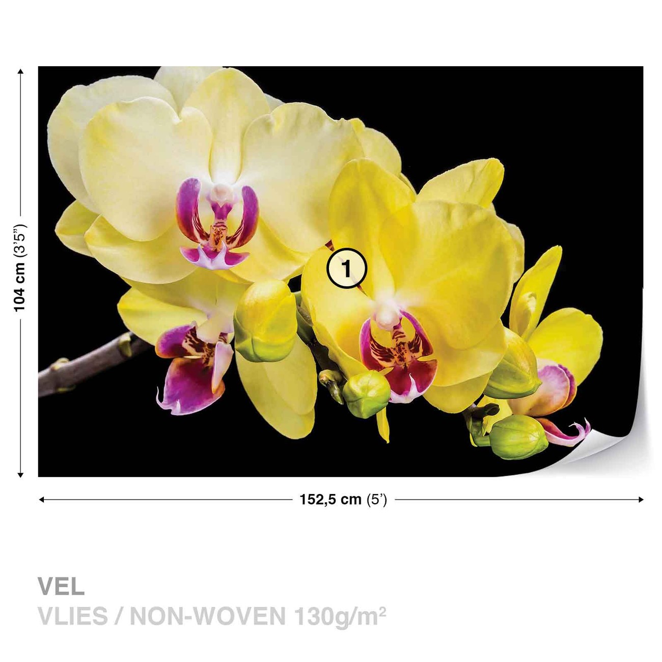 Orchid Flowers Wall Paper Mural | Buy at EuroPosters