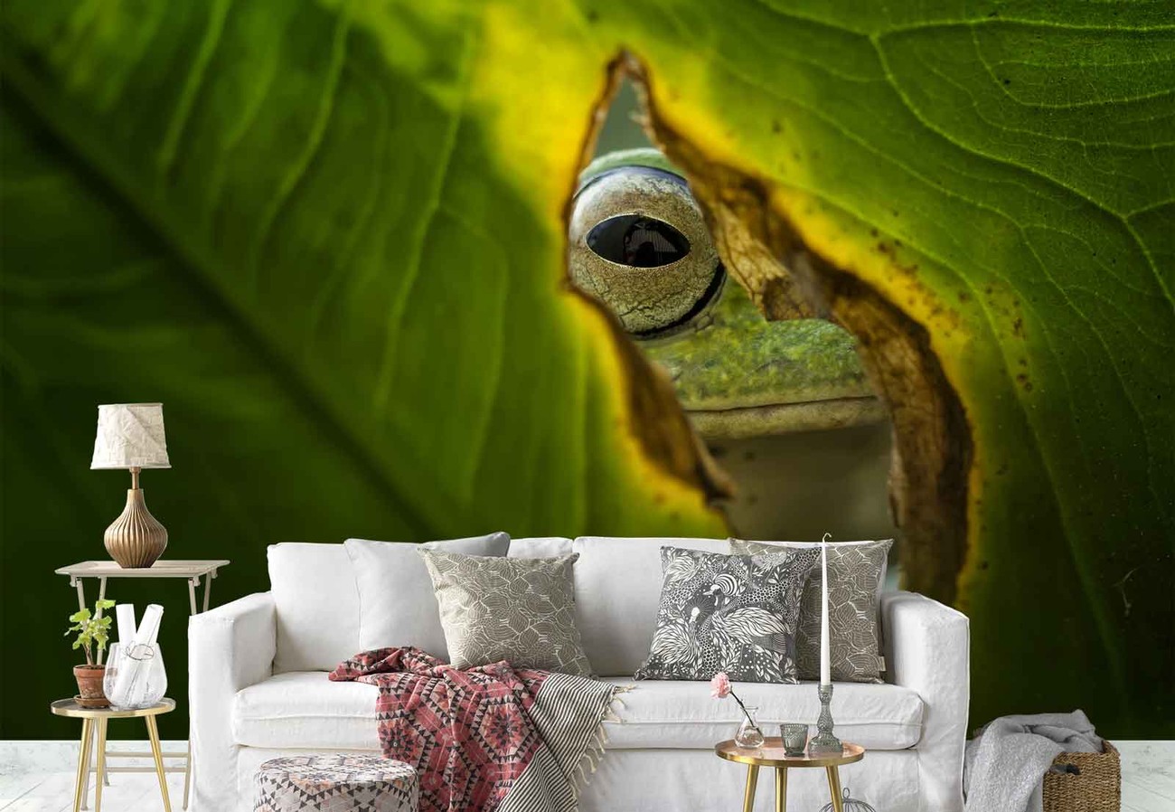 Peeking Frog Wall Paper Mural | Buy at EuroPosters