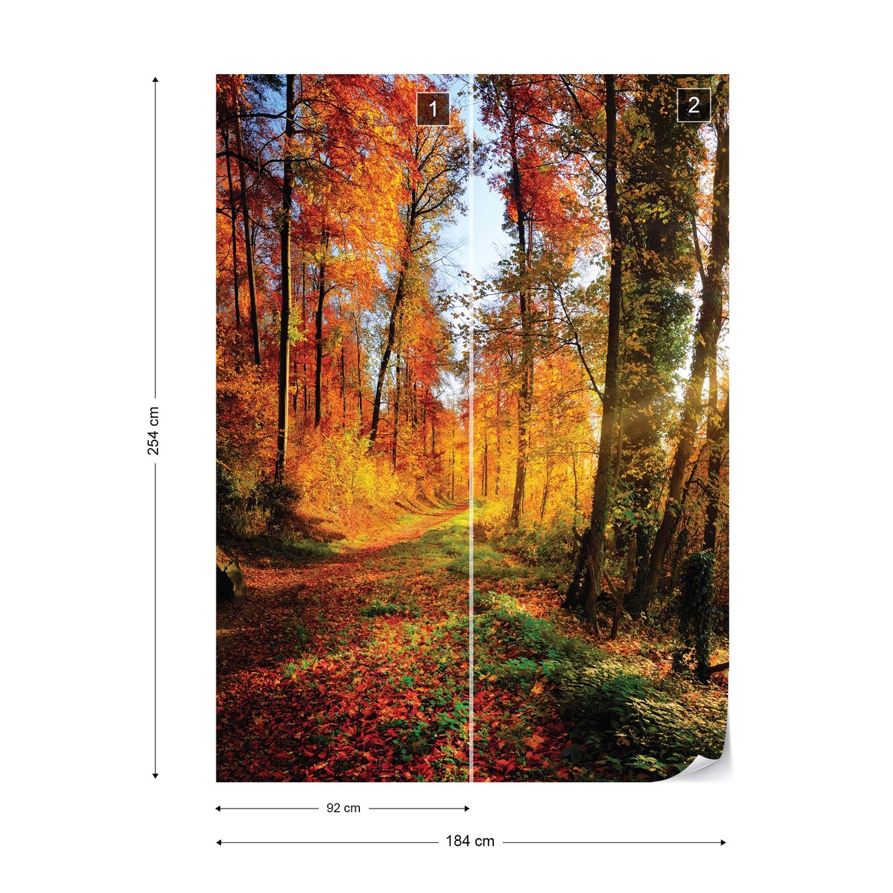 Sunrise In Autumn Forest Wall Paper Mural | Buy at EuroPosters
