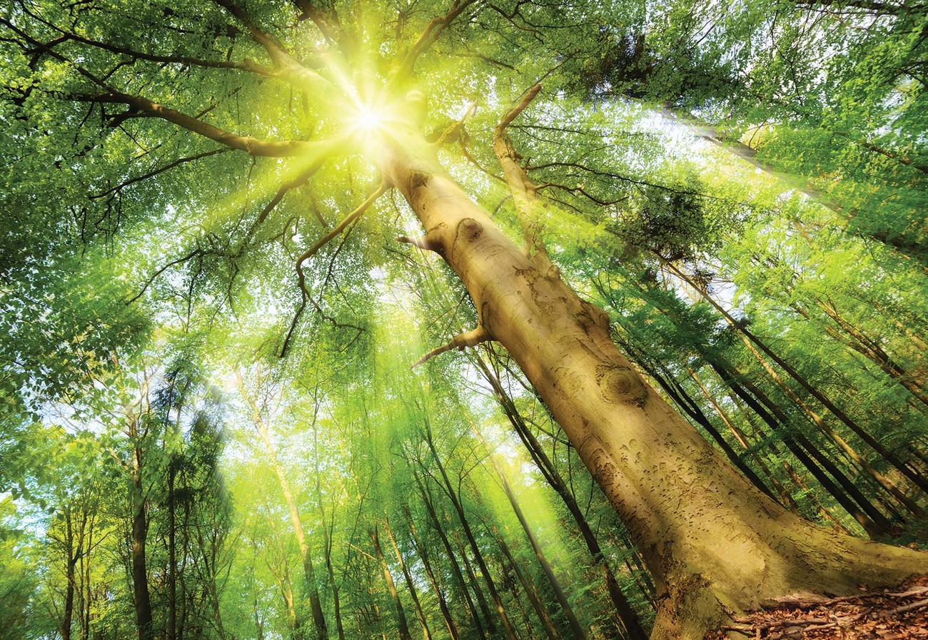 Sunshine Trees In The Forest Wall Paper Mural | Buy at EuroPosters
