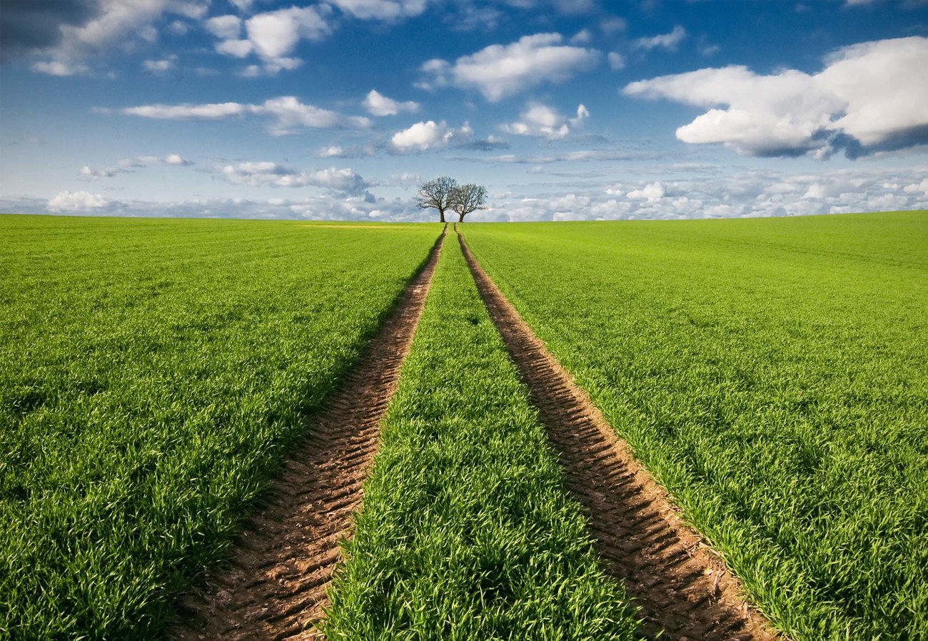 Trace & Trees Wall Paper Mural | Buy at EuroPosters