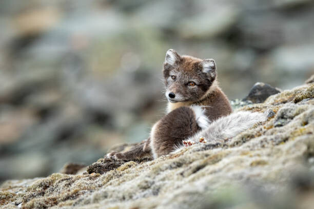 Arctic fox in natural environment in Svalbard | Posteres, Réplicas de ...