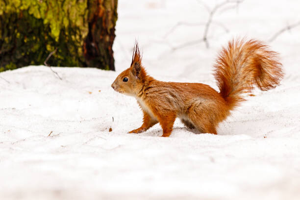 beautiful squirrel on the snow eating a nut | Posters, Art Prints, Wall ...