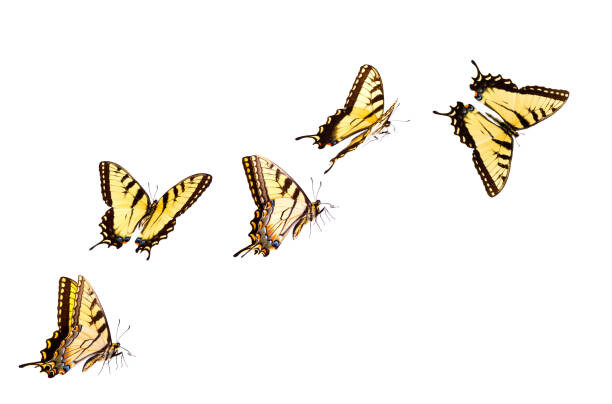 Swallowtail Butterfly Drawing