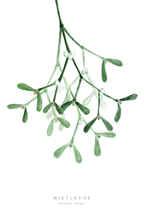 Mistletoe Botanical Illustration