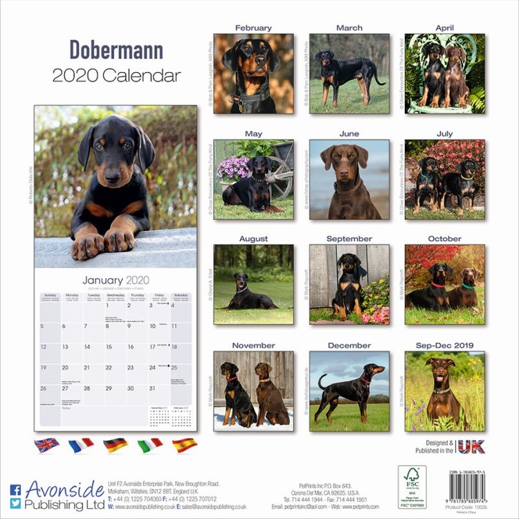 Dobermann - Wall Calendars 2020 | Buy at Europosters