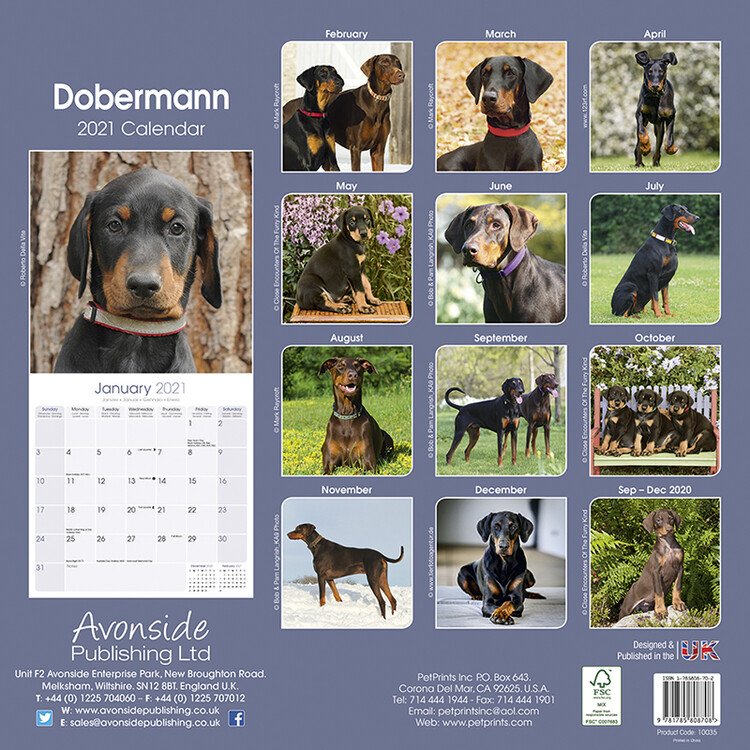 Dobermann - Wall Calendars 2021 | Buy at Europosters
