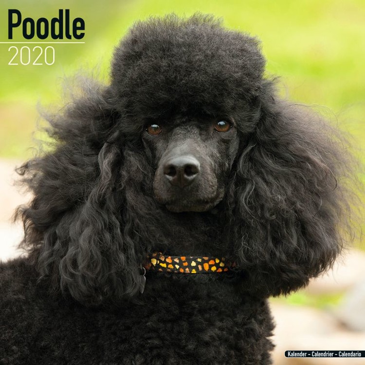 Poodle - Wall Calendars 2020 | Buy at Europosters
