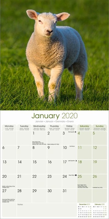 Sheep - Wall Calendars 2020 | Buy at Europosters