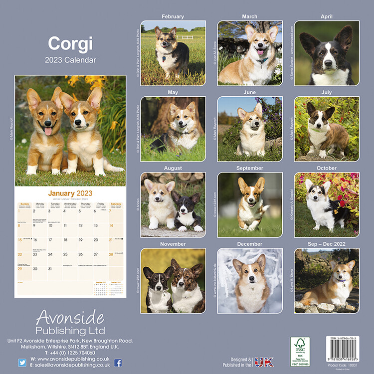 Cardigan Corgi Calendar 2022