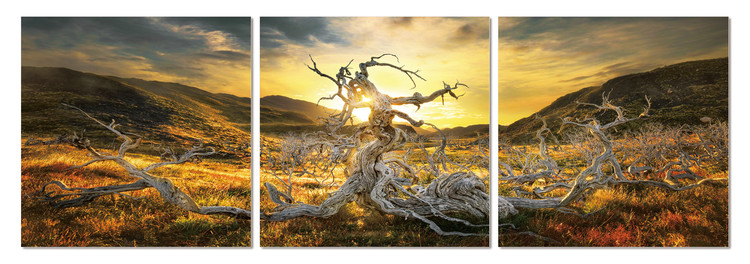 Fallen tree in a golden glow Mounted Art Print | Buy at EuroPosters