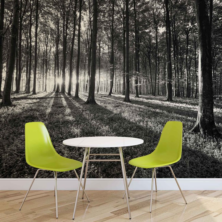 Forest Trees Beam Light Nature Wall Mural | Buy online at Europosters