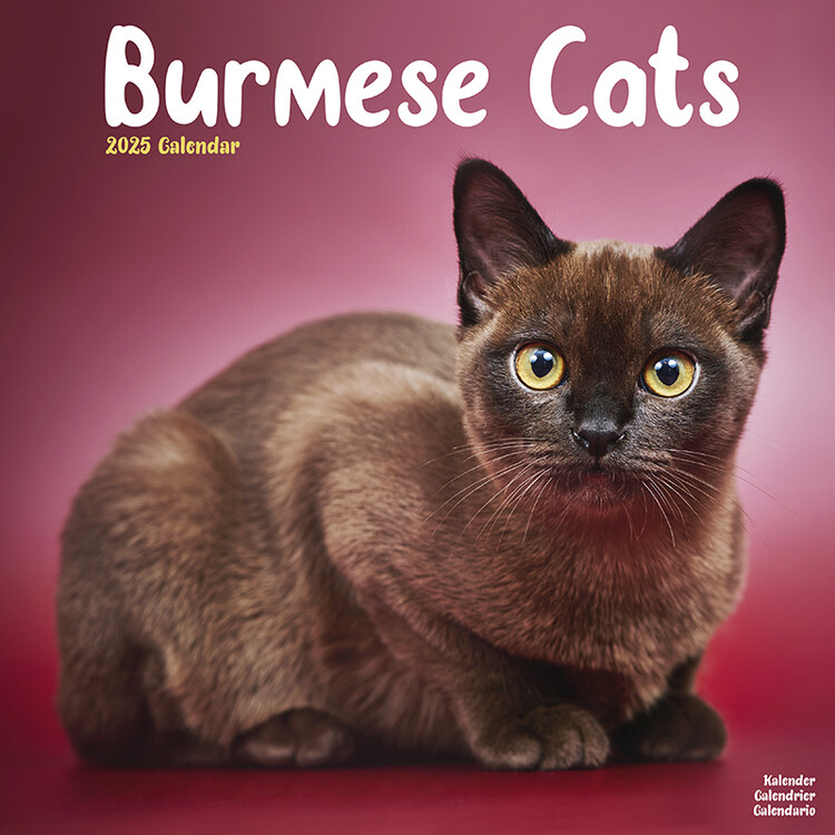Cats - Burmese - Seinäkalenterit 2025 | Osta Europosters