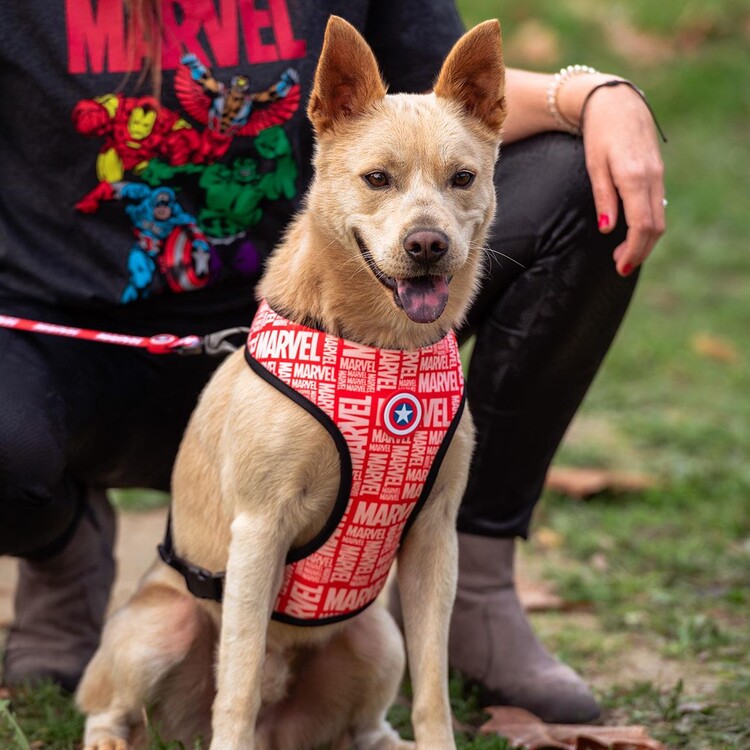 Dog accessories Marvel | Tips for original pet gifts