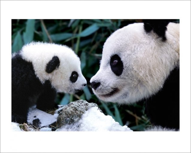 Art Print Panda - Steve Bloom | Posters, Wall Art | Europosters