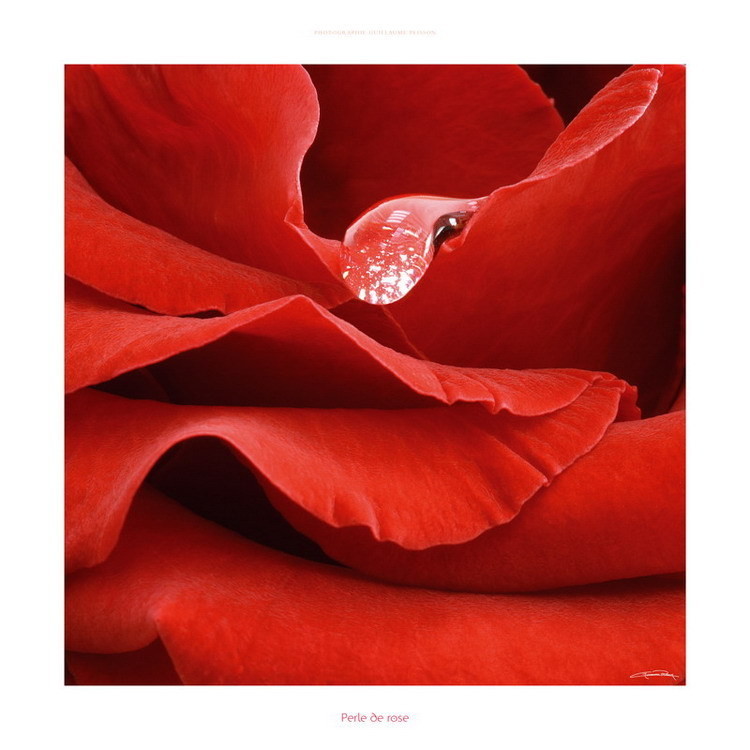 Art Print Perle de rose, Guillaume Plisson | Posters, Wall Art ...
