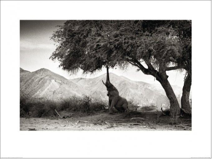 Art Print Philippe-Alexandre Chevallier - Elephant | Posters, Wall Art ...